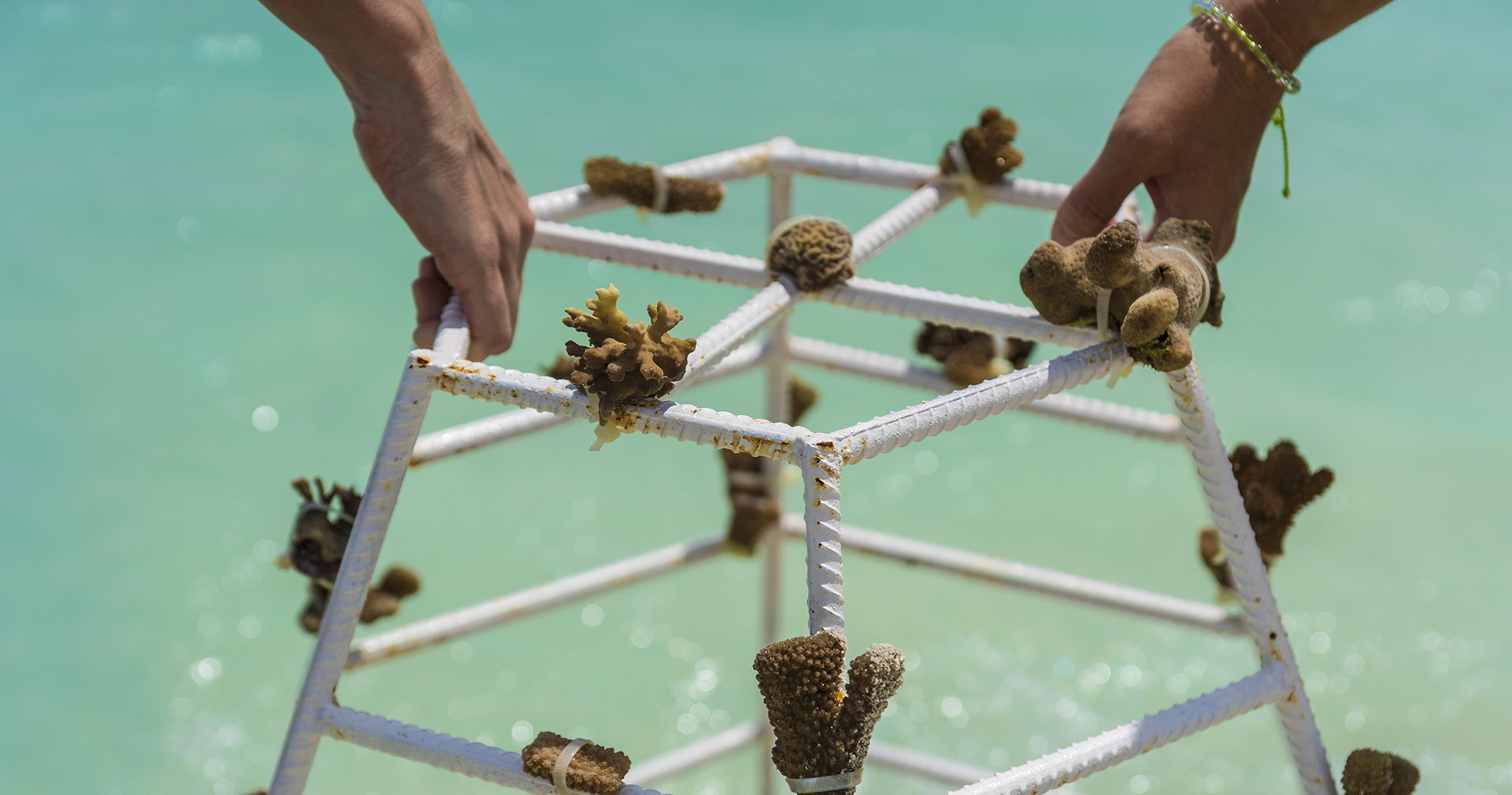 Coral Planting in Maldives | Dive into Conservation | Milaidhoo Resort