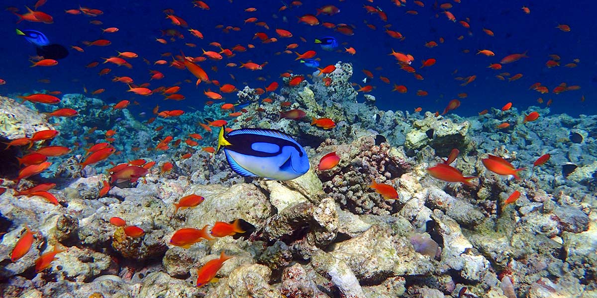 Milaidhoo Island Japanese | Finding Dory