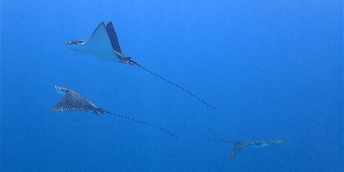 Milaidhoo Island Japanese | Spotted Eagle Rays – The Reef Wanderers
