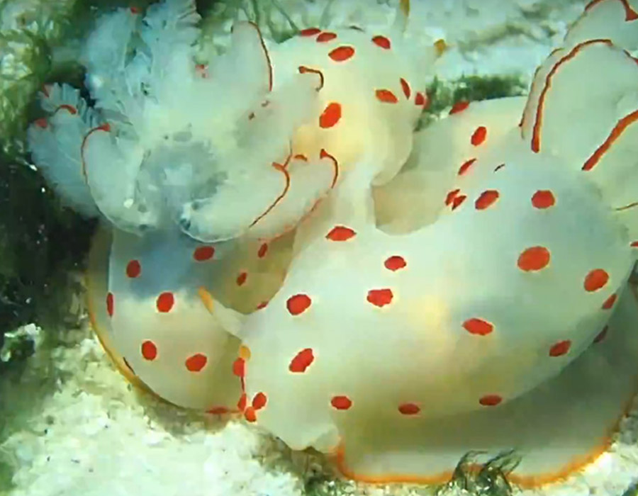 Milaidhoo Island Japanese | Have you ever seen a Frogfish?
