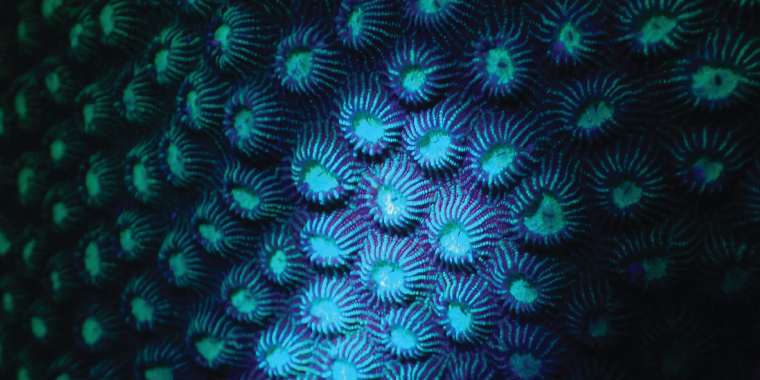 Флуо-сноркелинг: риф-дискотека на Milaidhoo